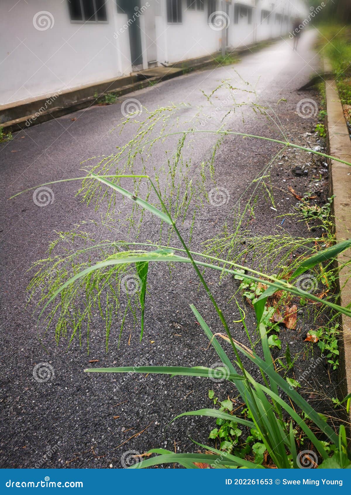 Wild Single Cluster of Bunchgrass Growing by the Roadside. Stock Image ...