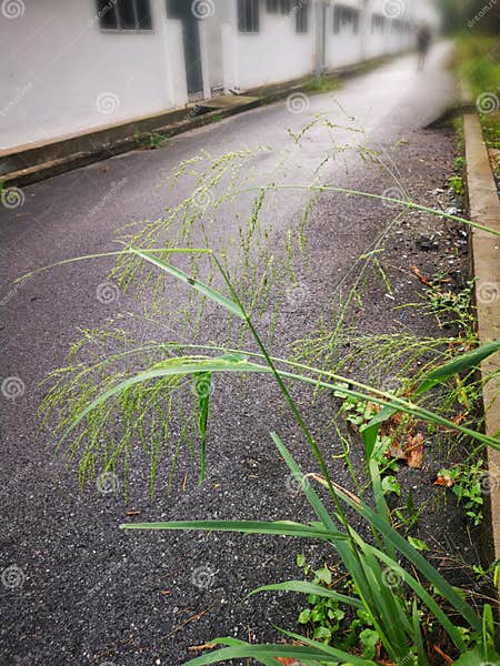 Wild Single Cluster of Bunchgrass Growing by the Roadside. Stock Image ...