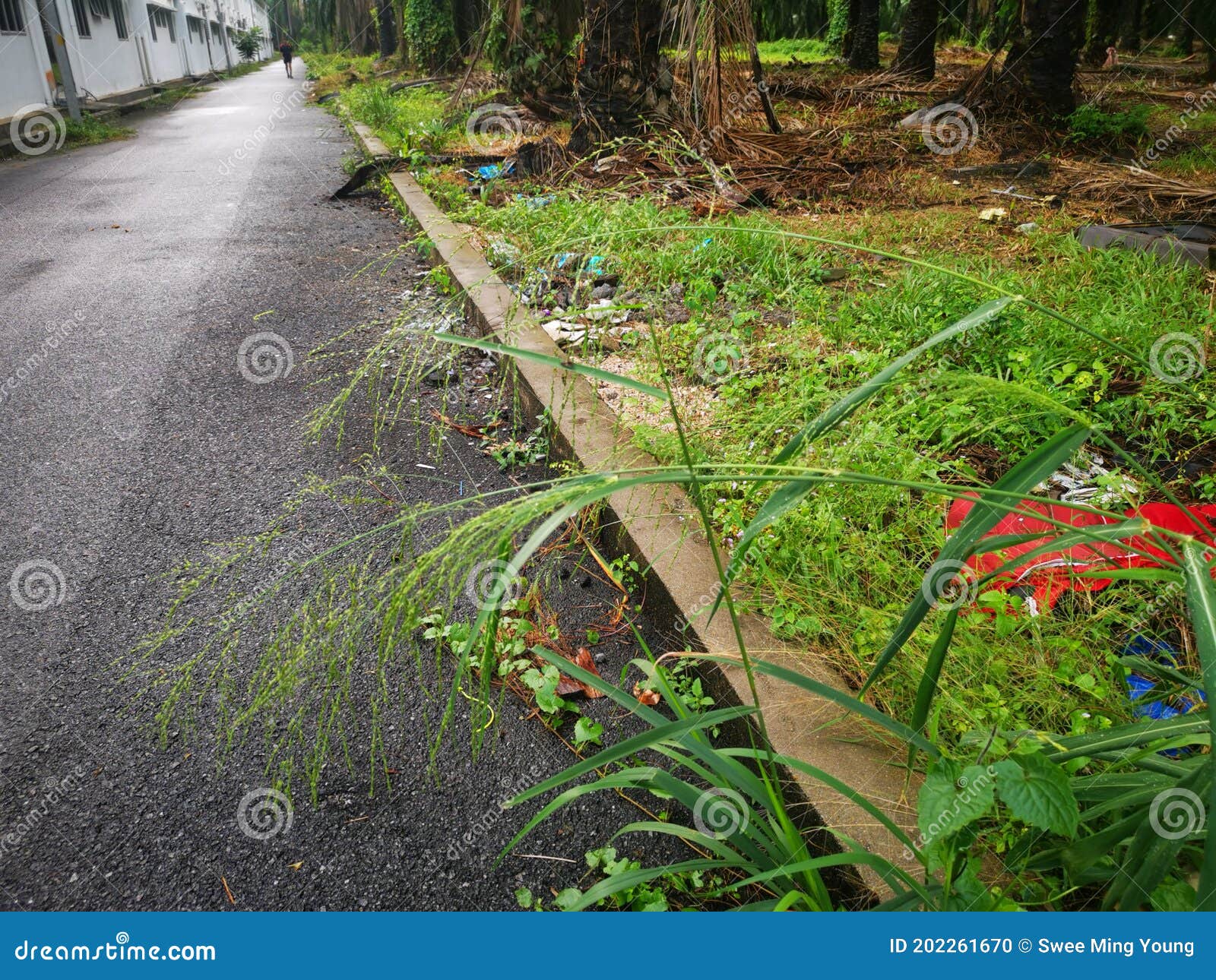 Wild Single Cluster of Bunchgrass Growing by the Roadside. Stock Photo ...