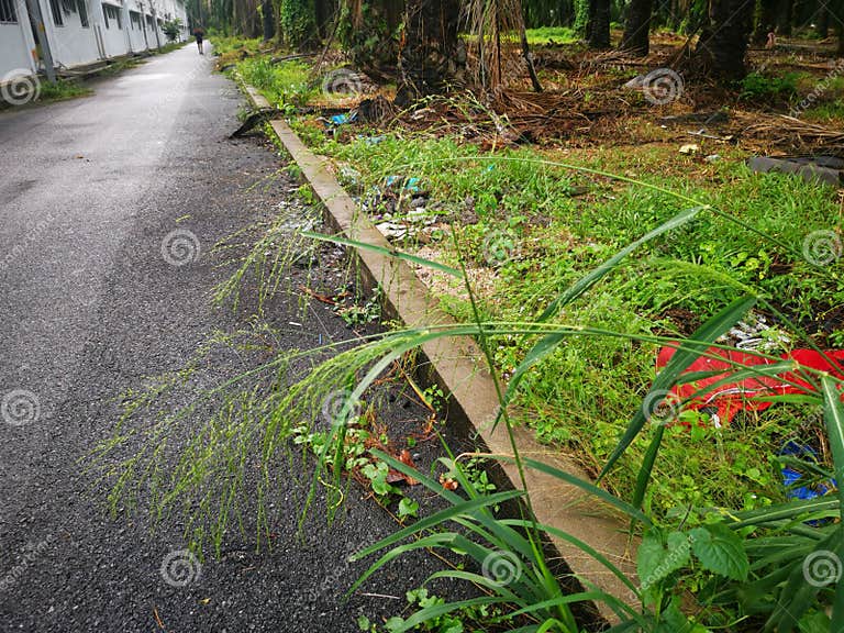 Wild Single Cluster of Bunchgrass Growing by the Roadside. Stock Photo ...
