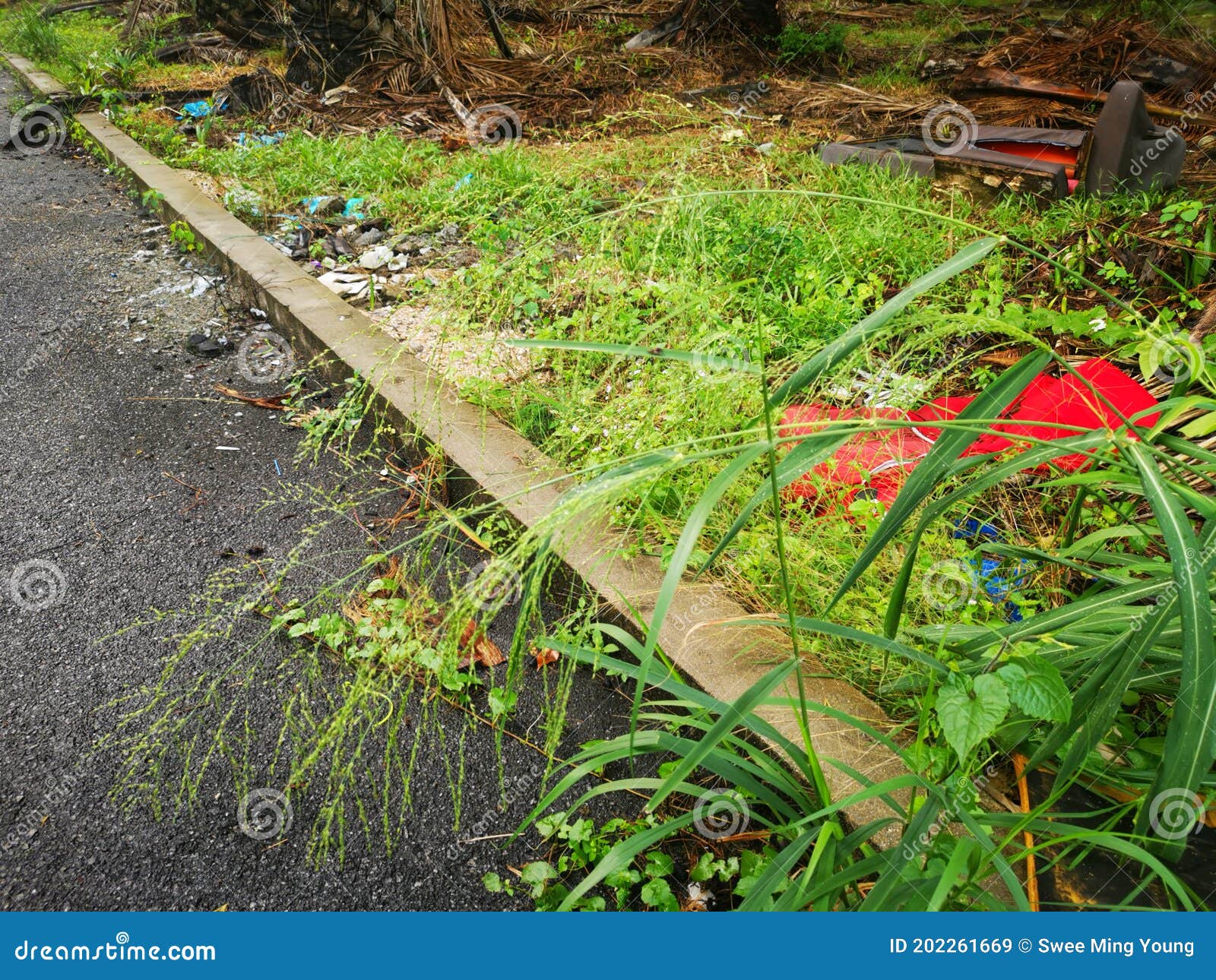 Wild Single Cluster of Bunchgrass Growing by the Roadside. Stock Image ...