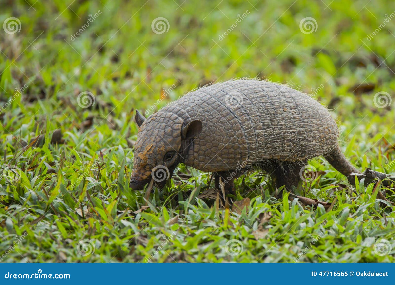 Wild Six-Banded Armadillo on Grass Stock Photo - Image of animal ...