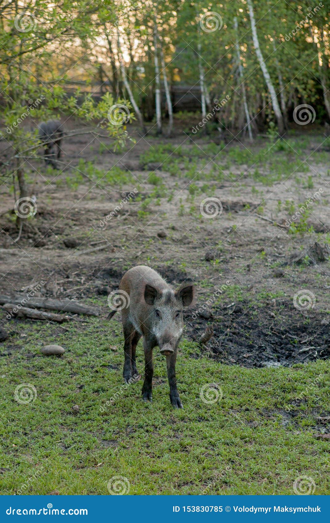 Wild Small Pig Contentedly Grazing on Grass Stock Image - Image of ...
