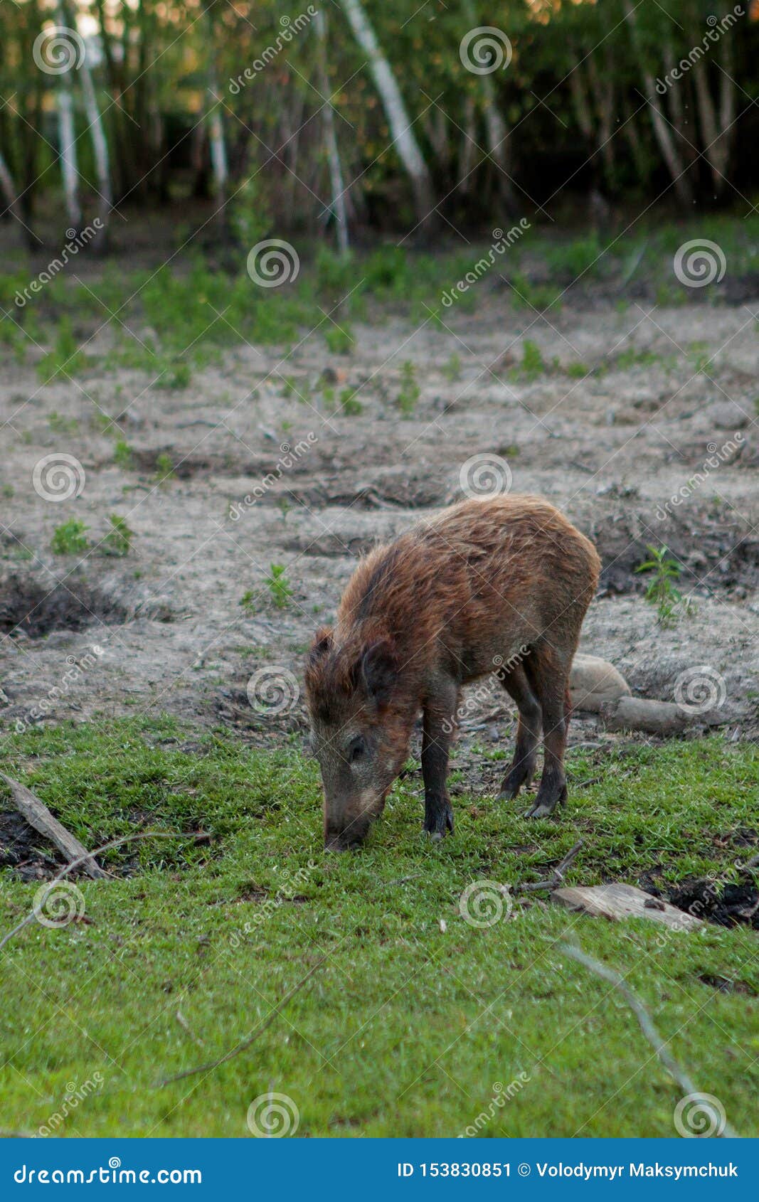 Wild Small Pig Contentedly Grazing on Grass Stock Image - Image of ...