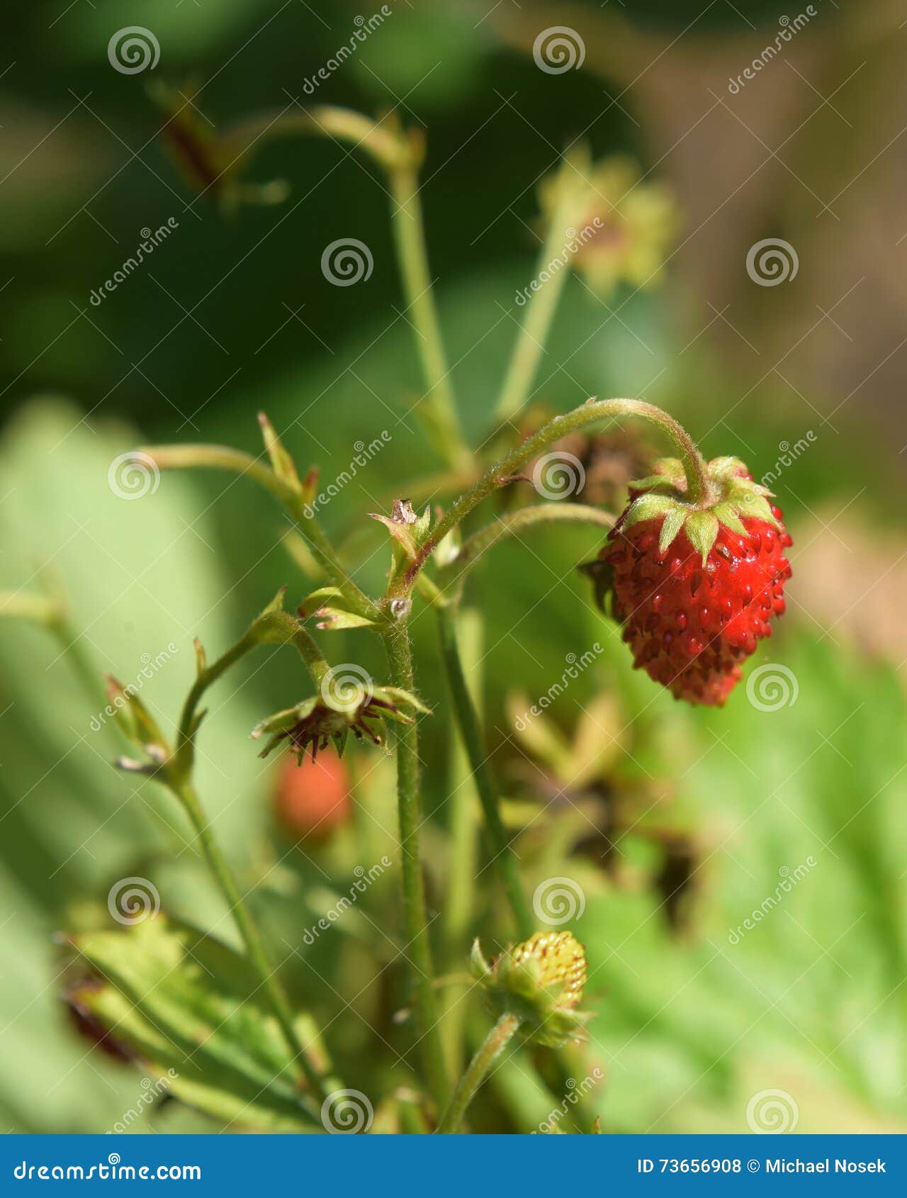 Wild Small Strawberry on Green Stalk Stock Photo - Image of forest ...