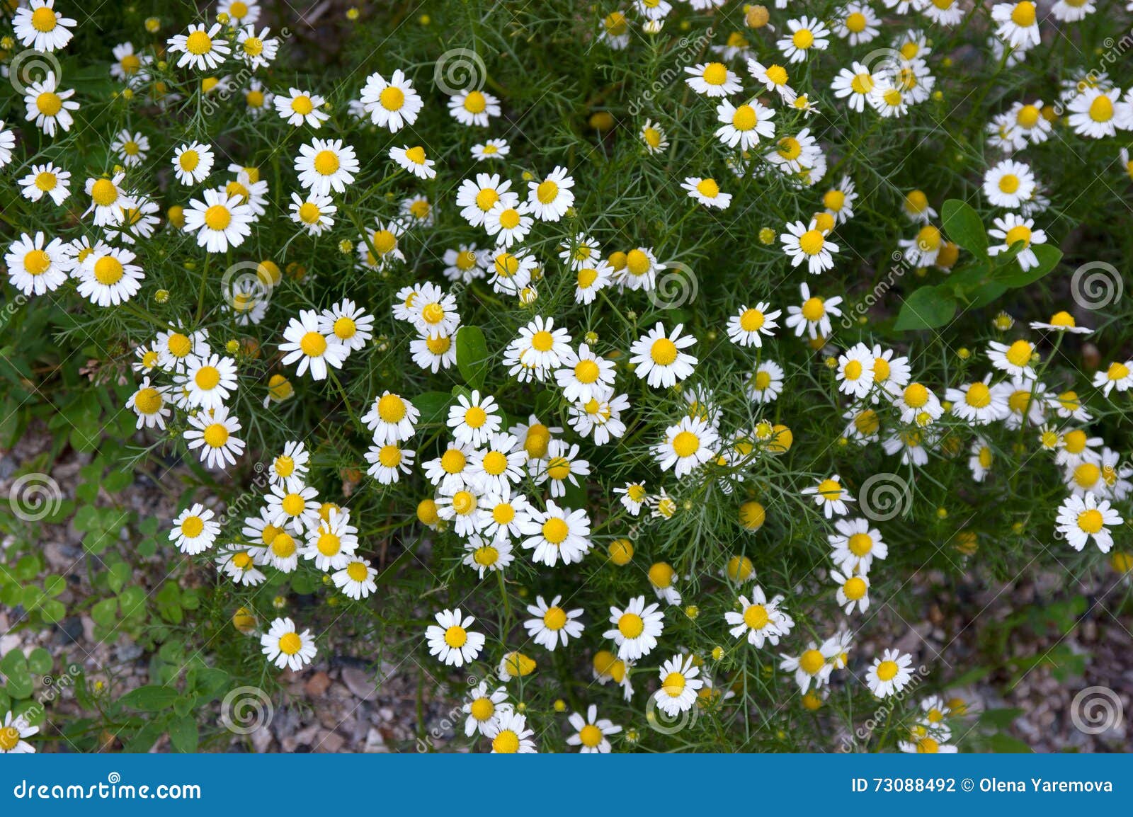 Wild small white flowers stock photo. Image of activity - 73088492
