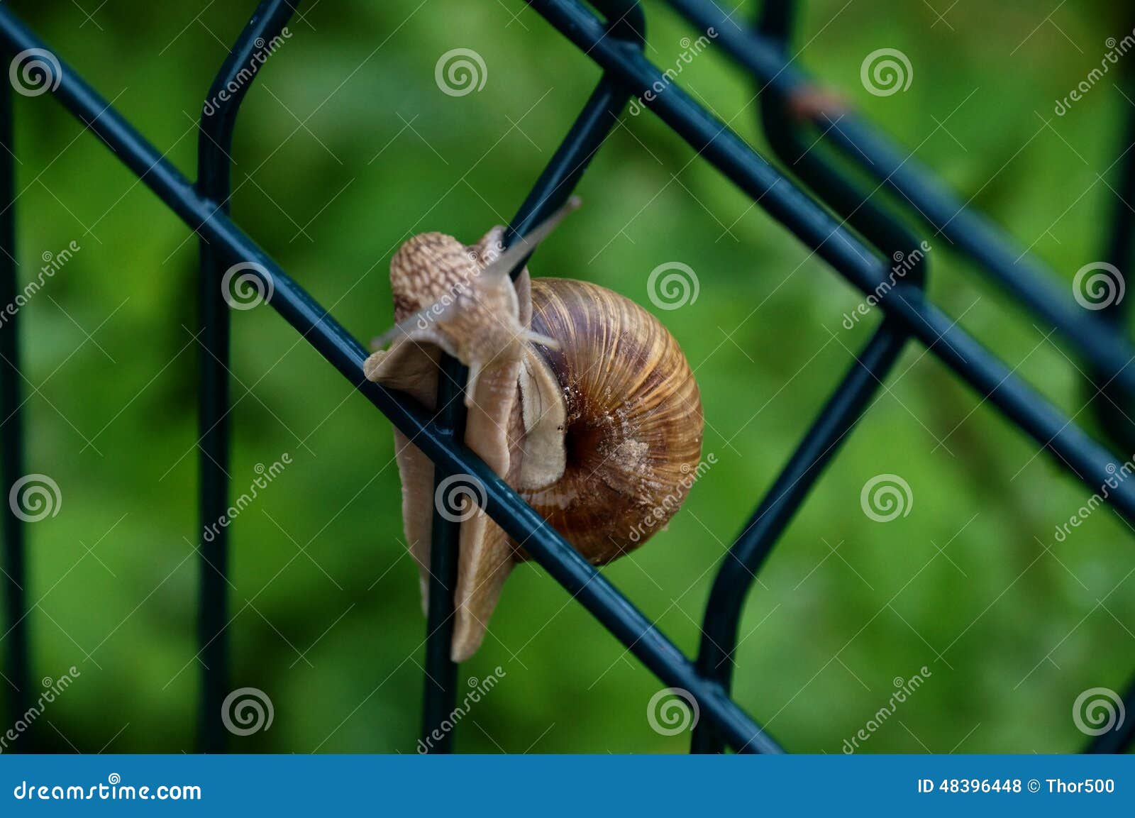 The wild snail stock photo. Image of conch, branch, wild - 48396448