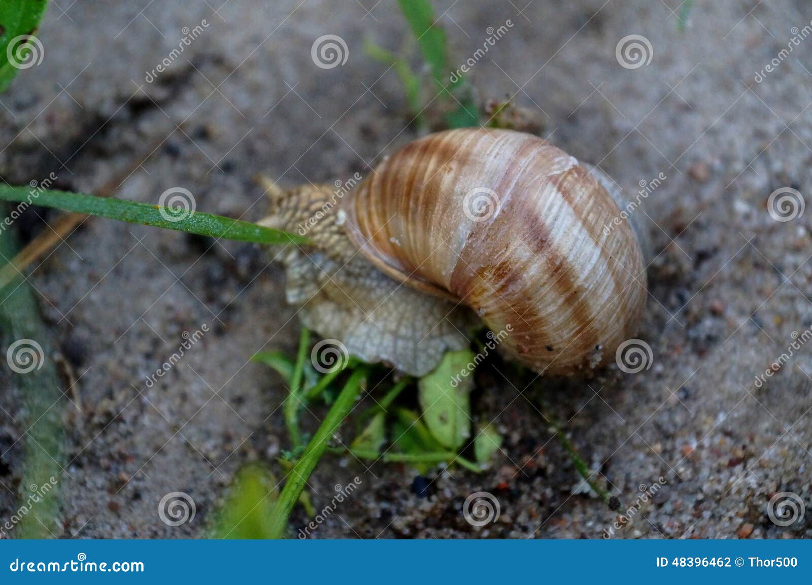 The wild snail stock photo. Image of lymnaeidae, wild - 48396462