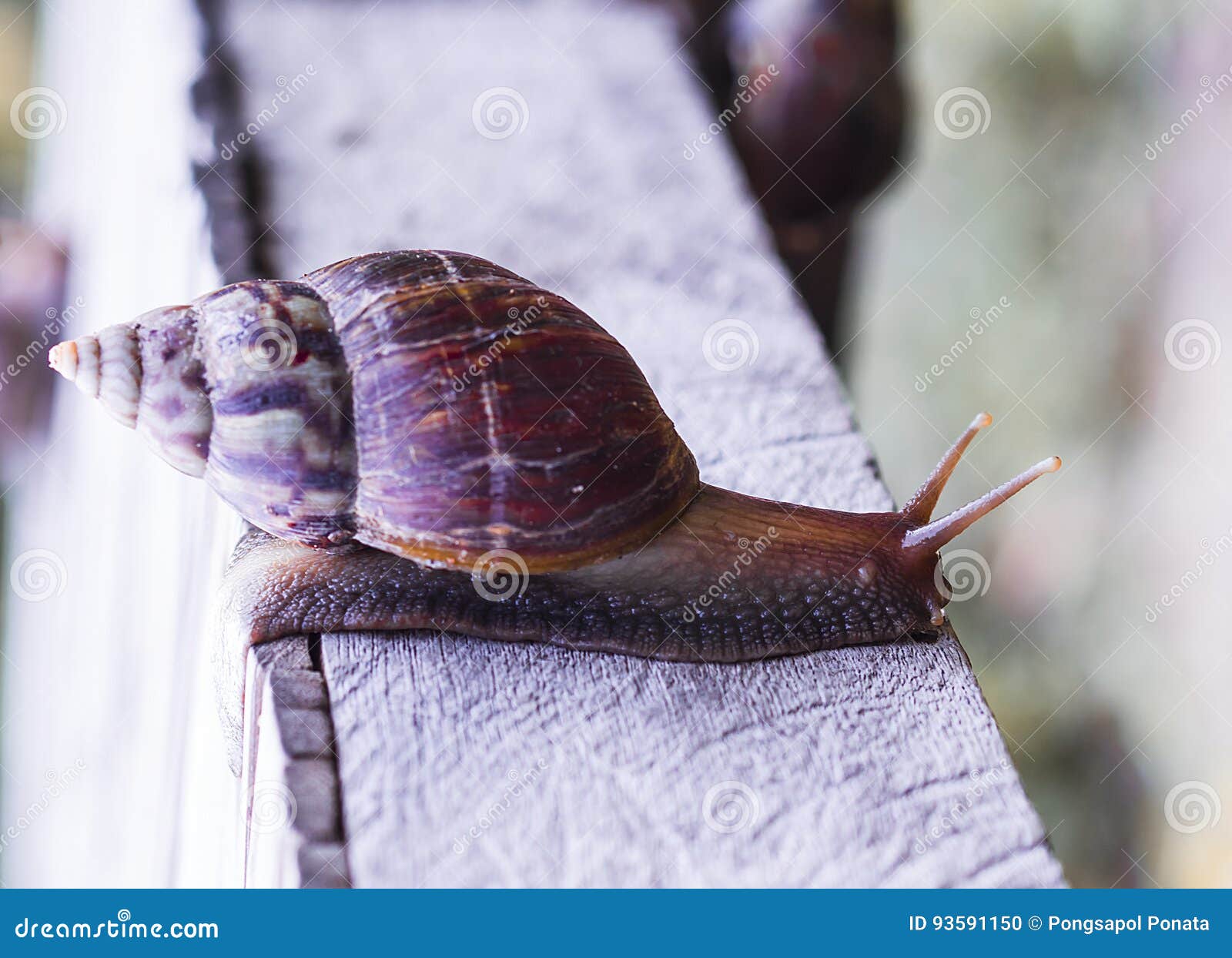 Wild snail, stock photo. Image of beautiful, snail, escargot - 93591150