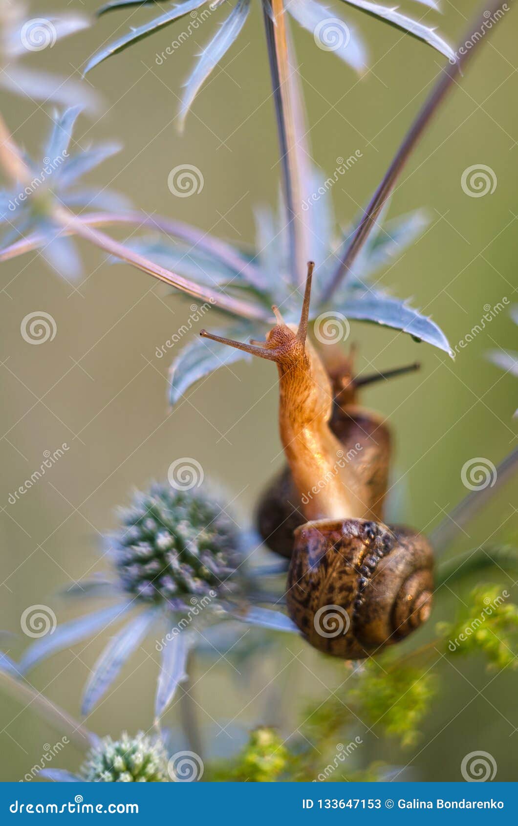 Two Wild Snails Are Crawling On A Green Leaf Royalty-Free Stock Image ...