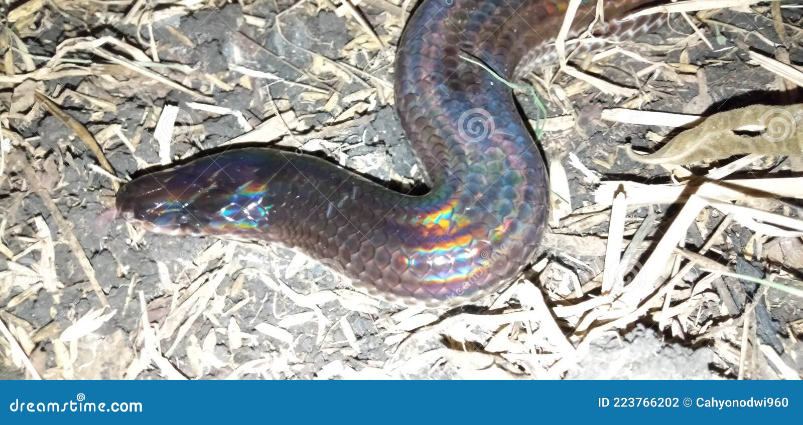 Wild Snake. Close Up Photo Of Exotic Snake On The Ground. Specie Of ...