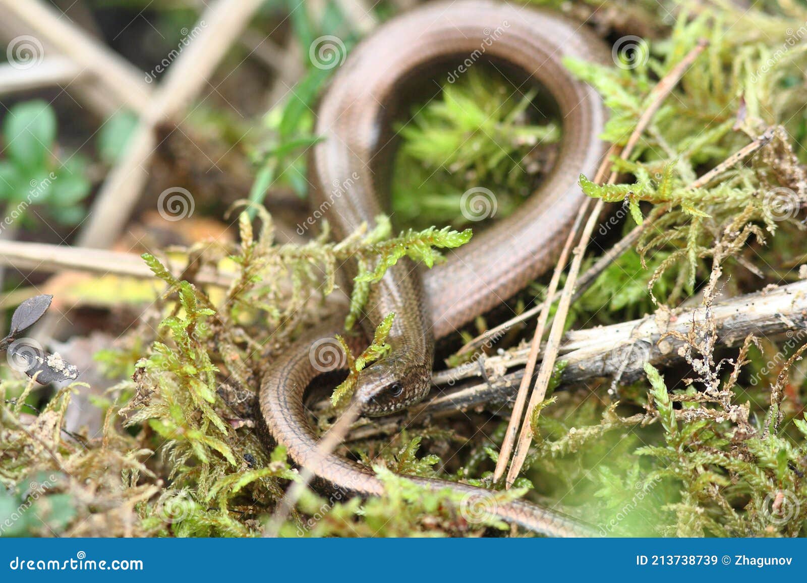 Wild snake in the forest stock image. Image of hiking - 213738739