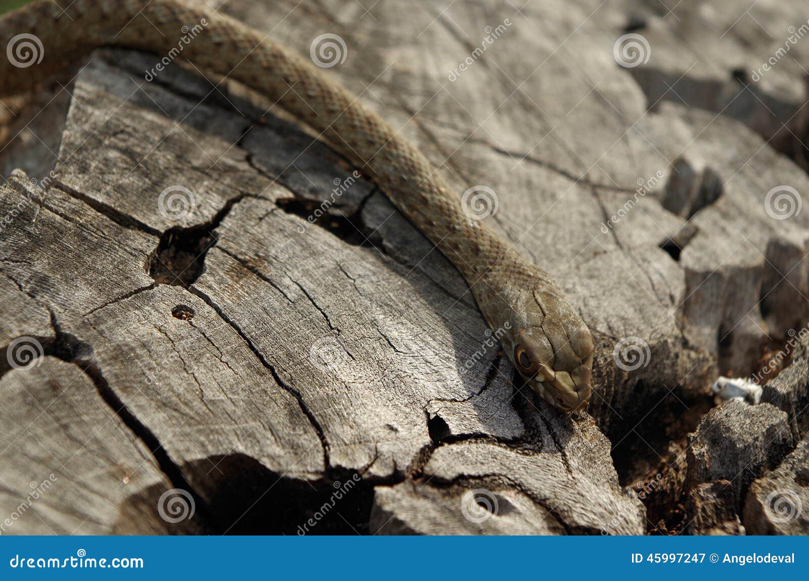 A Wild Snake Going Down a Tree Trunk Stock Image - Image of wildlife ...