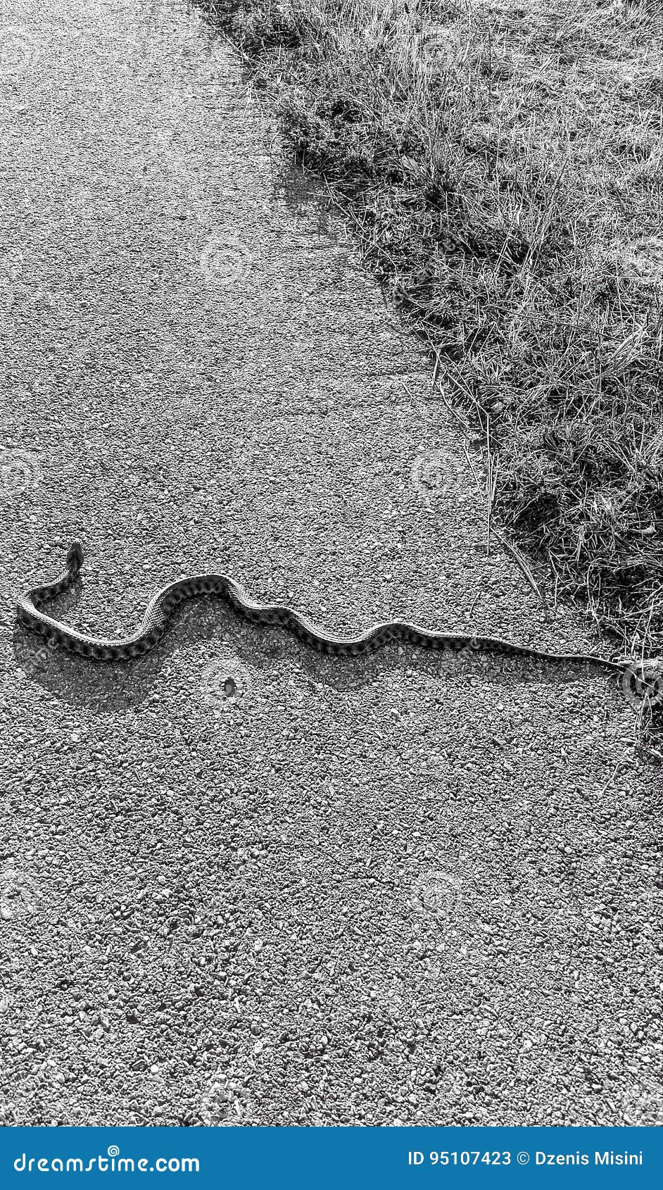 Wild snake stock image. Image of squamata, road, squamates - 95107423