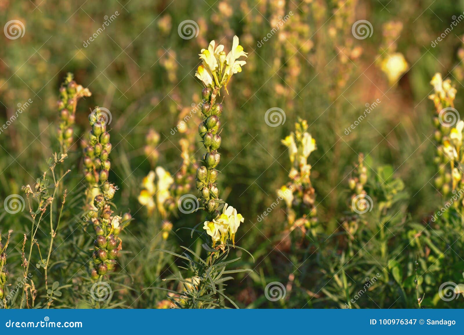 Wild snapdragon stock image. Image of garden, background - 100976347