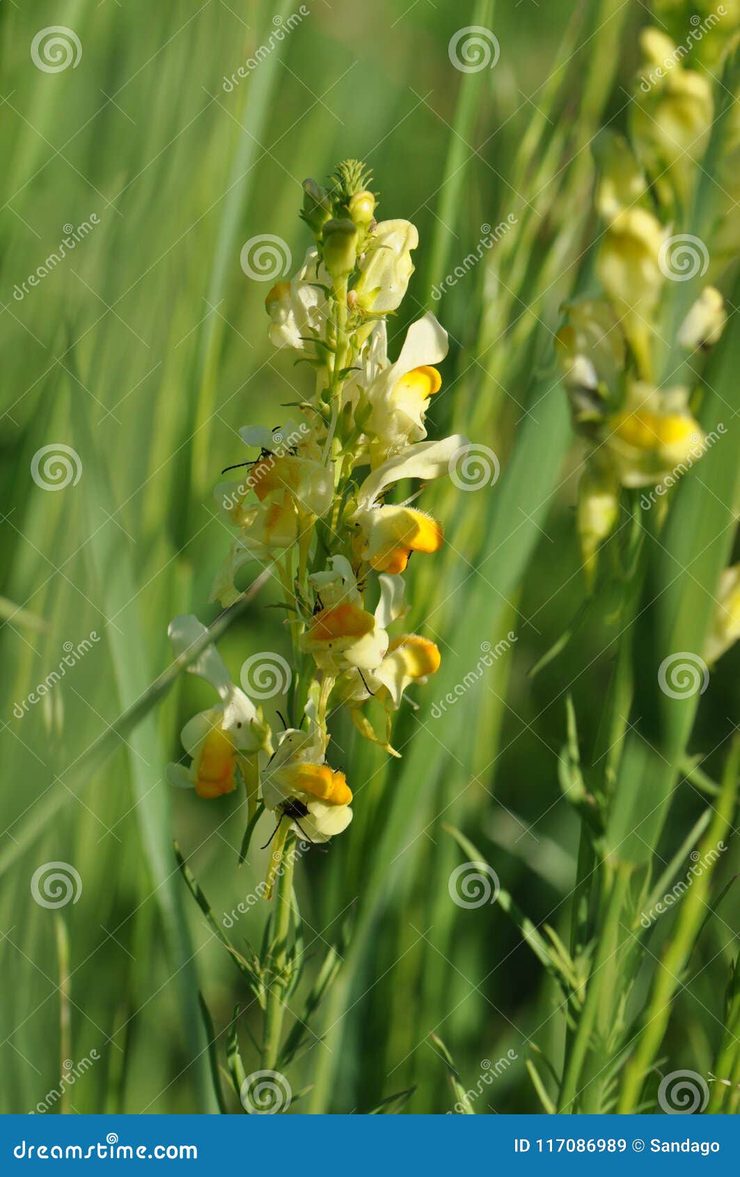 Wild snapdragon stock image. Image of blossom, background - 117086989