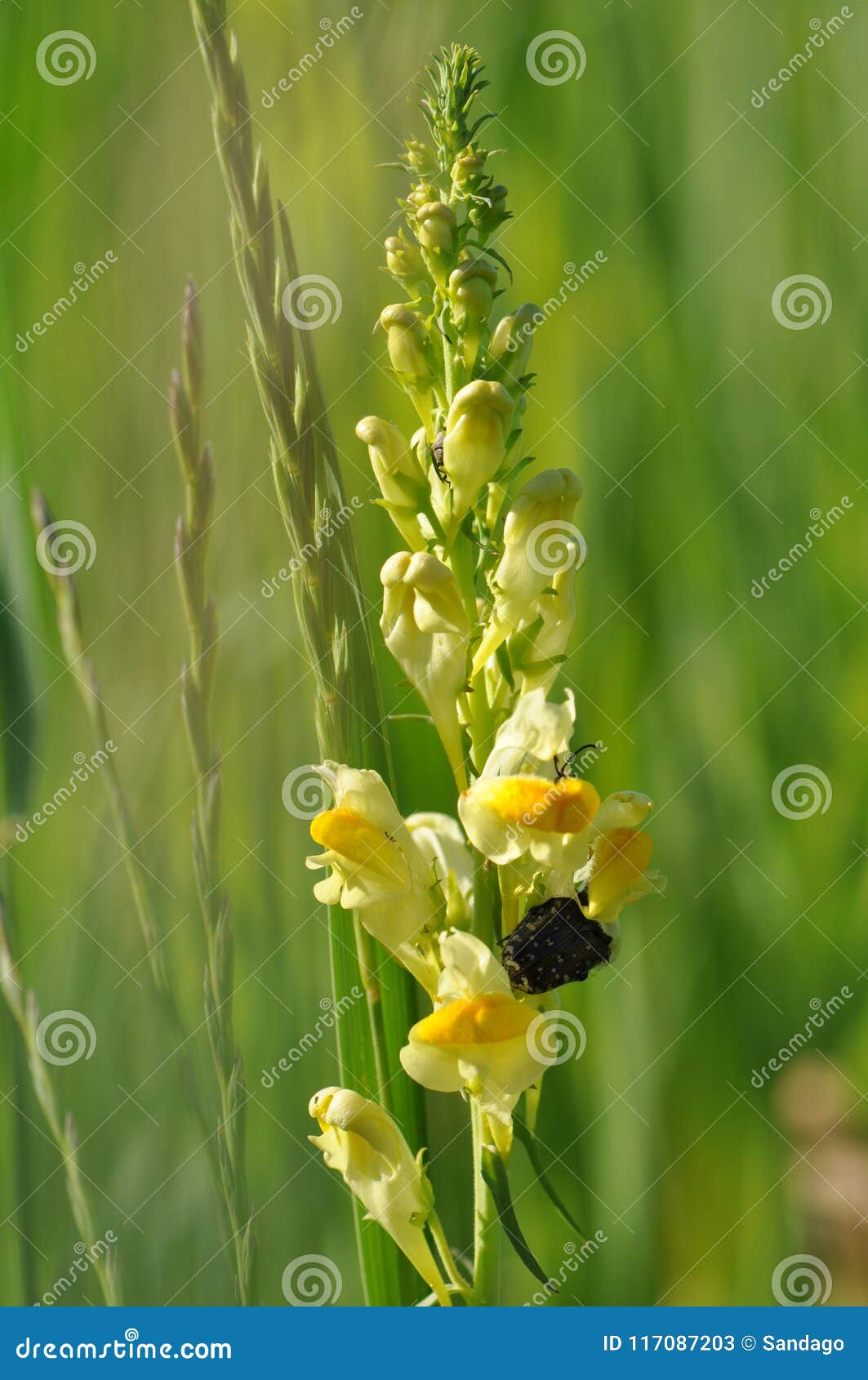 Wild snapdragon stock image. Image of beautiful, stem - 117087203
