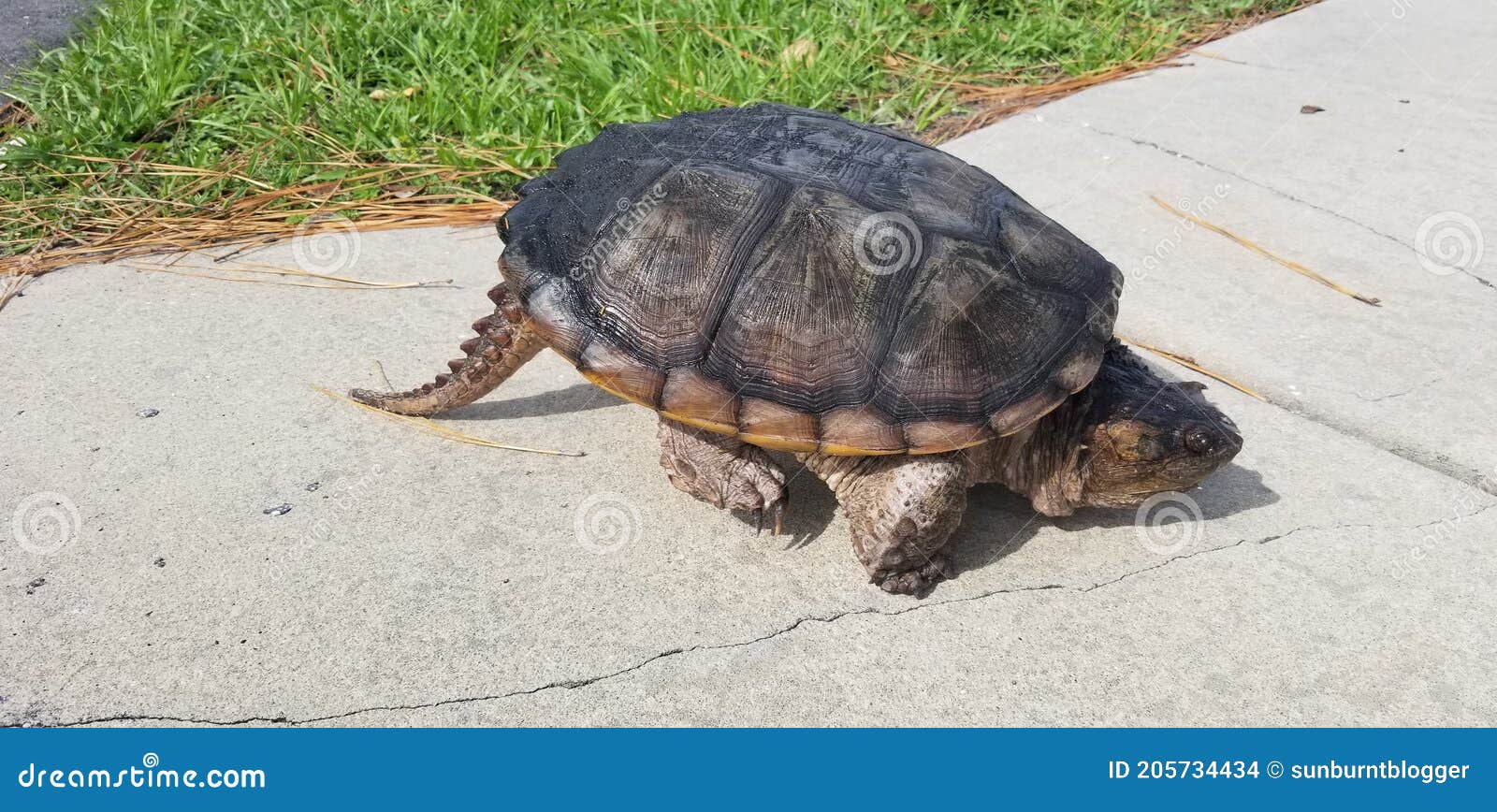 Wild Snapping Turtle in Florida Stock Photo - Image of serpent ...
