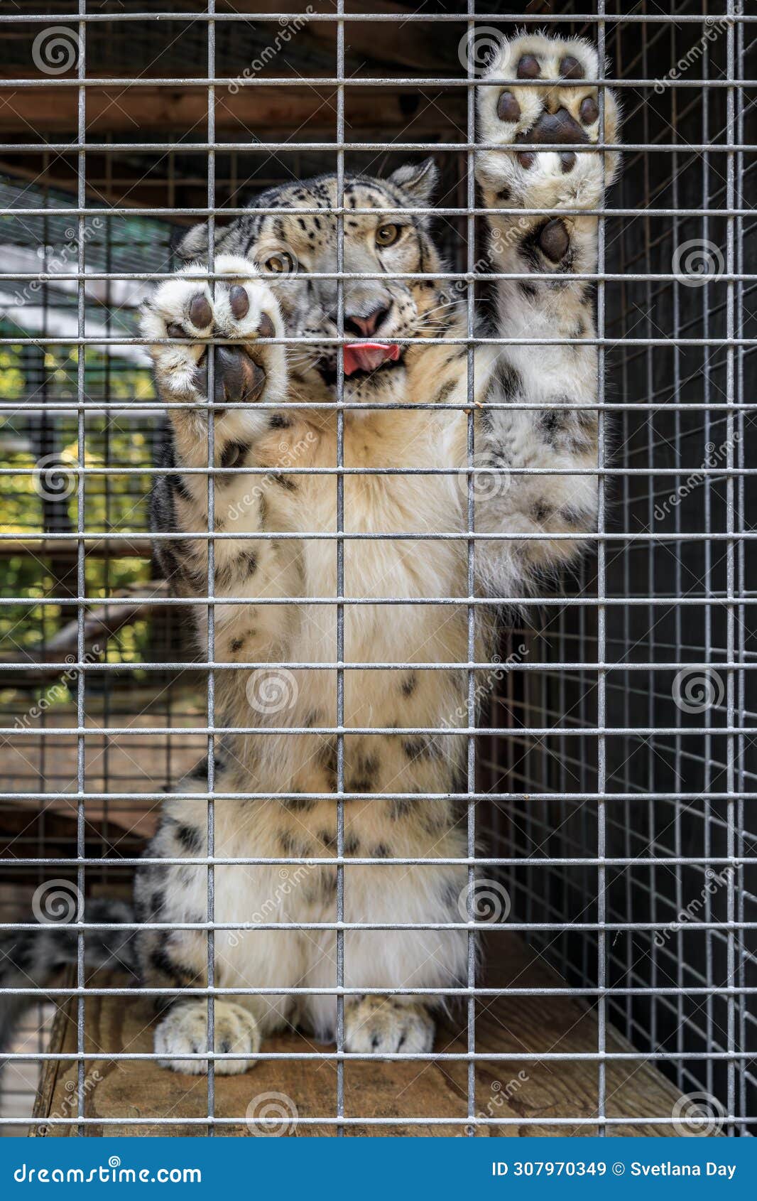 Wild Snow Leopard in a Cage at a Sanctuary Stock Image - Image of ...