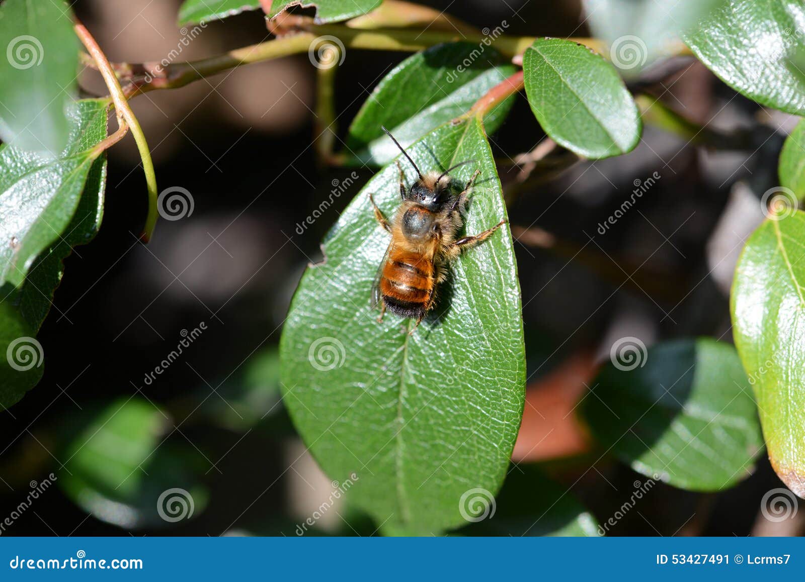 Wild Solitary Bee Osmia Bicornis Stock Image - Image of insect, nature ...