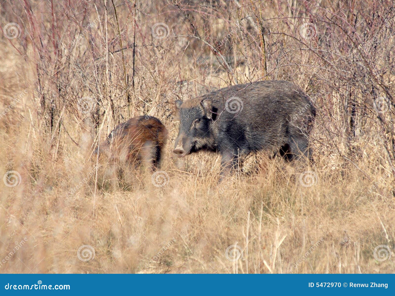 Wild Sow Picture. Image: 5472970
