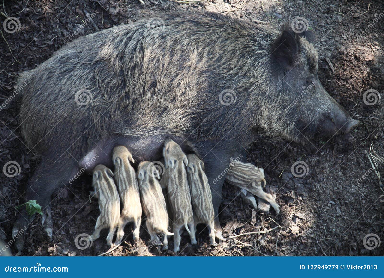 Wild sow feeds the piglets stock image. Image of feed - 132949779