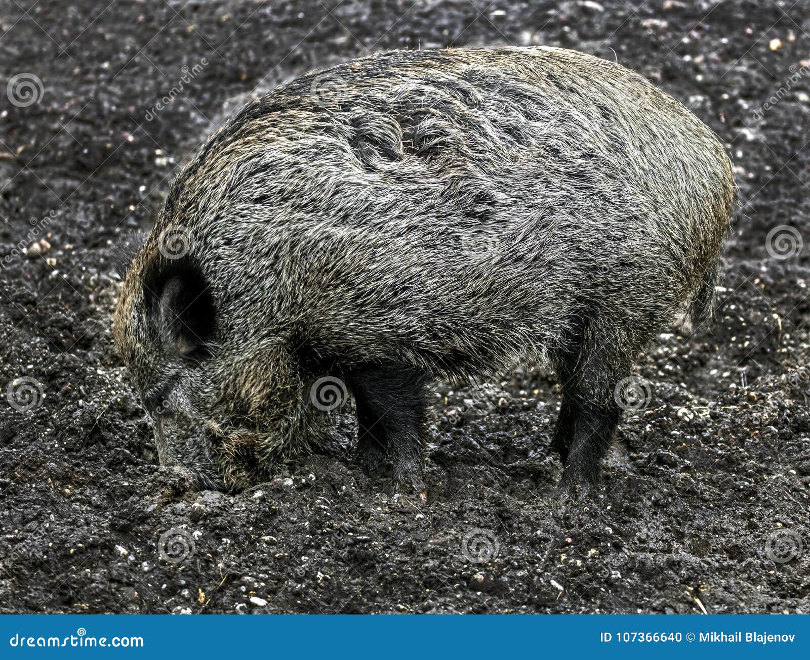 Wild sow 1 stock photo. Image of species, hoof, tail - 107366640