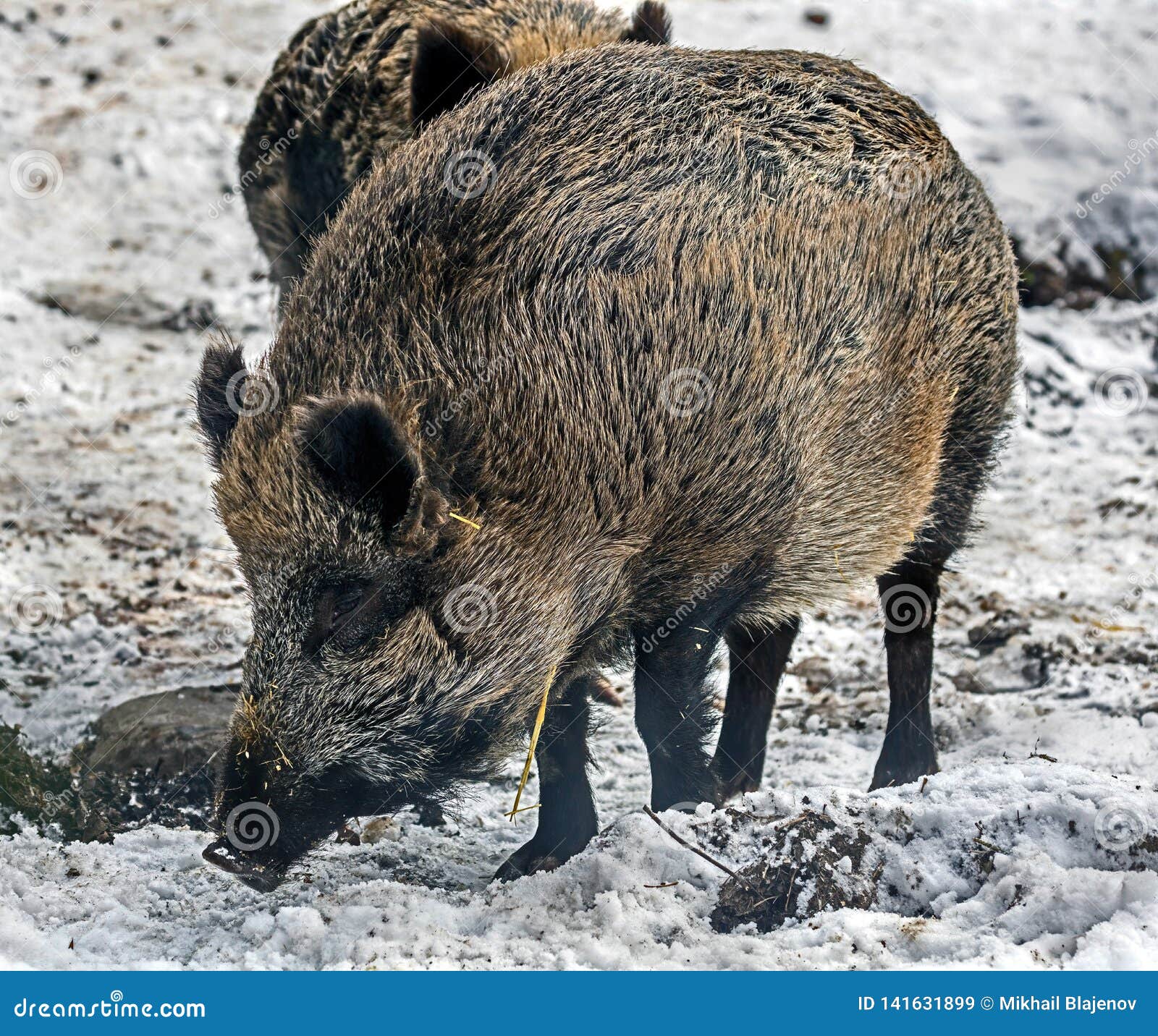 Wild sow on the snow 2 stock image. Image of creature - 141631899