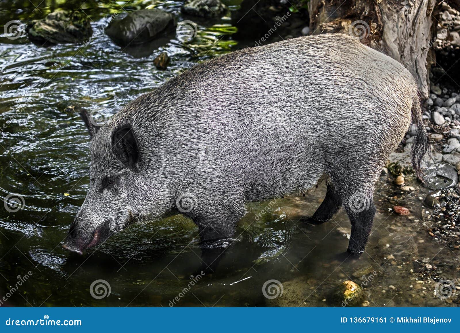 Wild sow 3 stock image. Image of ecology, view, boar - 136679161