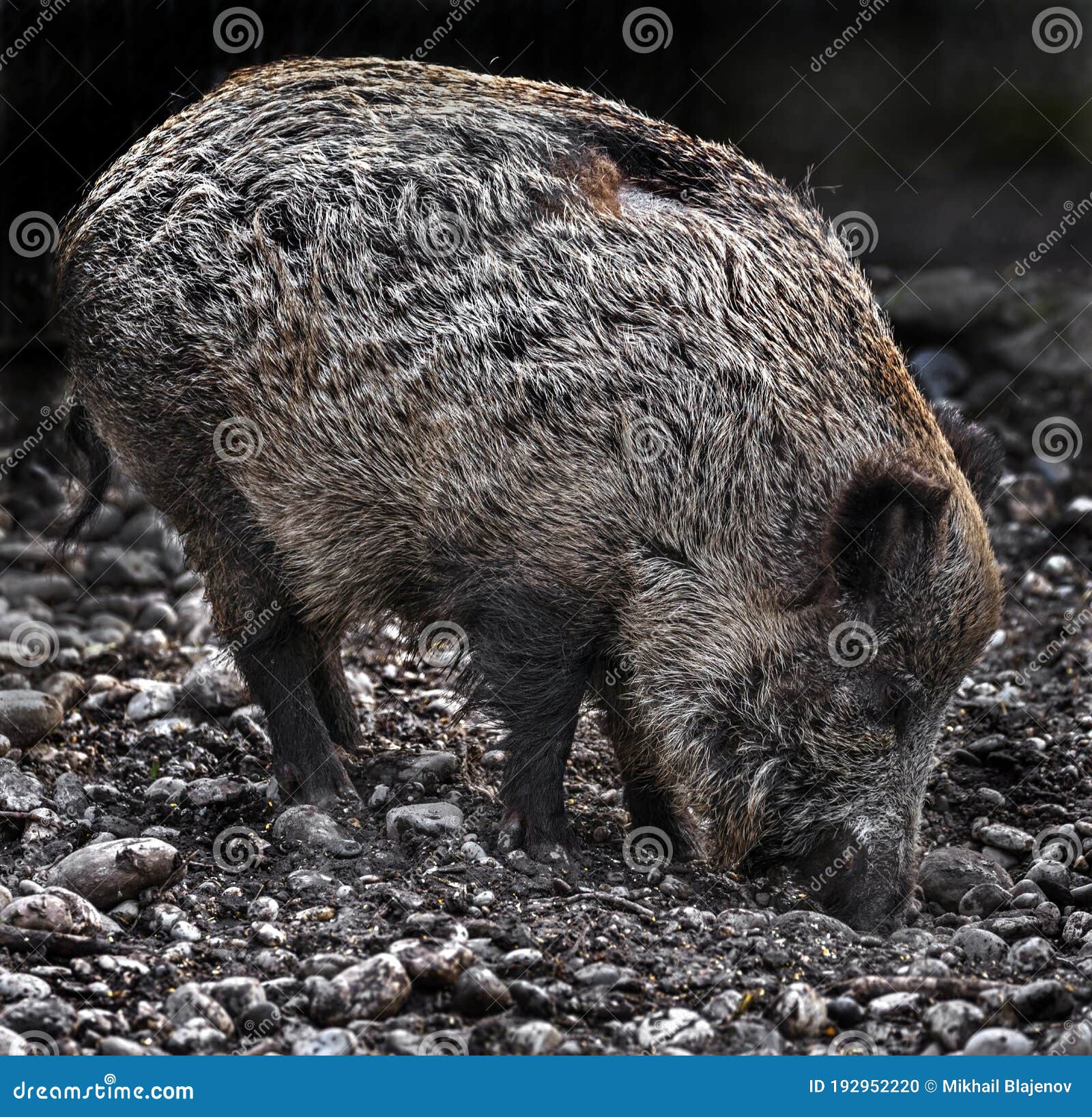 Wild sow 6 stock photo. Image of view, ugly, bacon, swinishness - 192952220