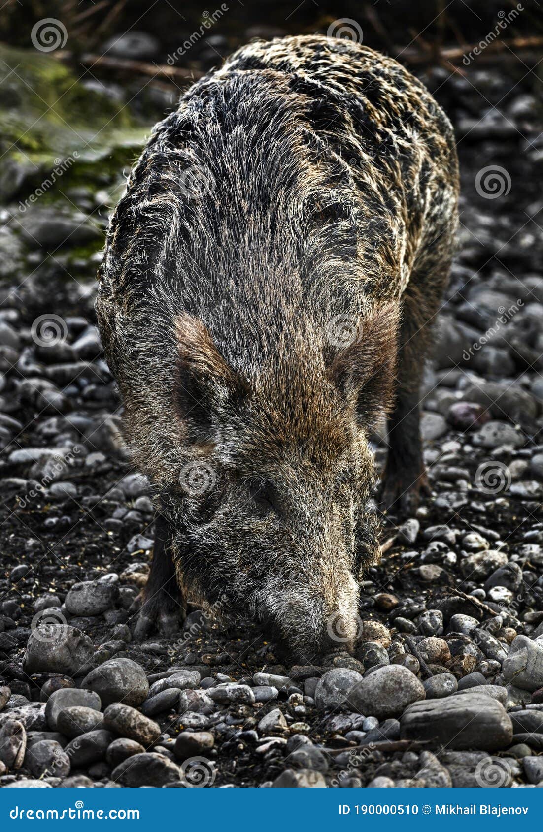 Wild sow 5 stock photo. Image of boar, forest, fauna - 190000510