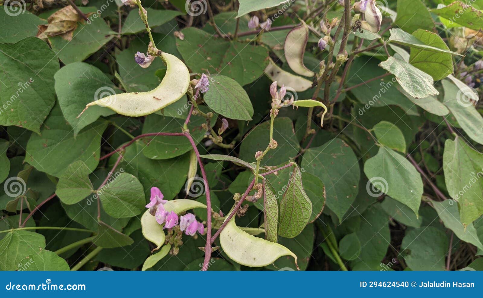 Wild Soybean Flower. Komak Kacang Stock Photo - Image of flower, wild ...