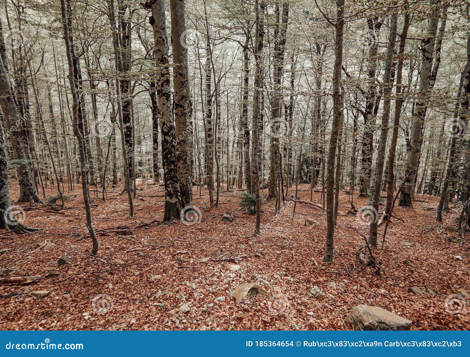 Wild Spanish Forest at Fall Stock Photo - Image of colorful, forrest ...