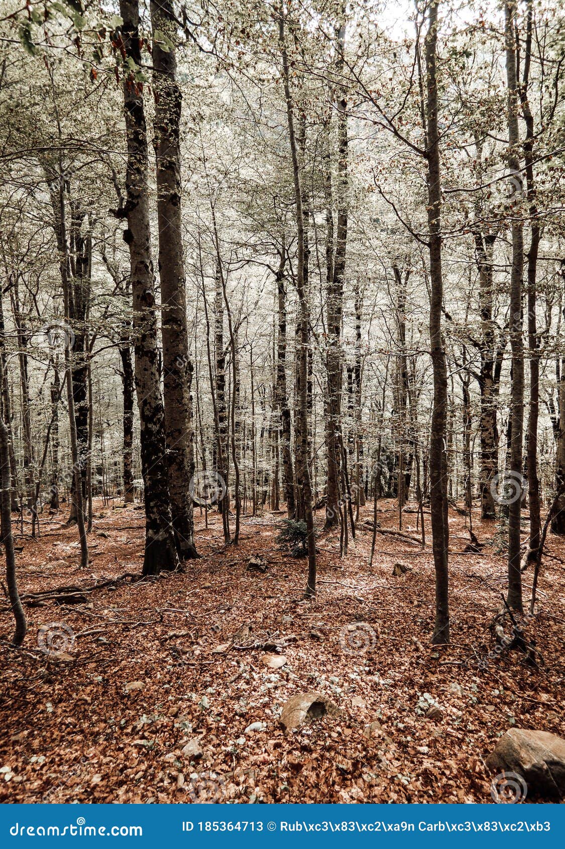 Wild Spanish Forest at Fall Stock Image - Image of hiking, baden: 185364713