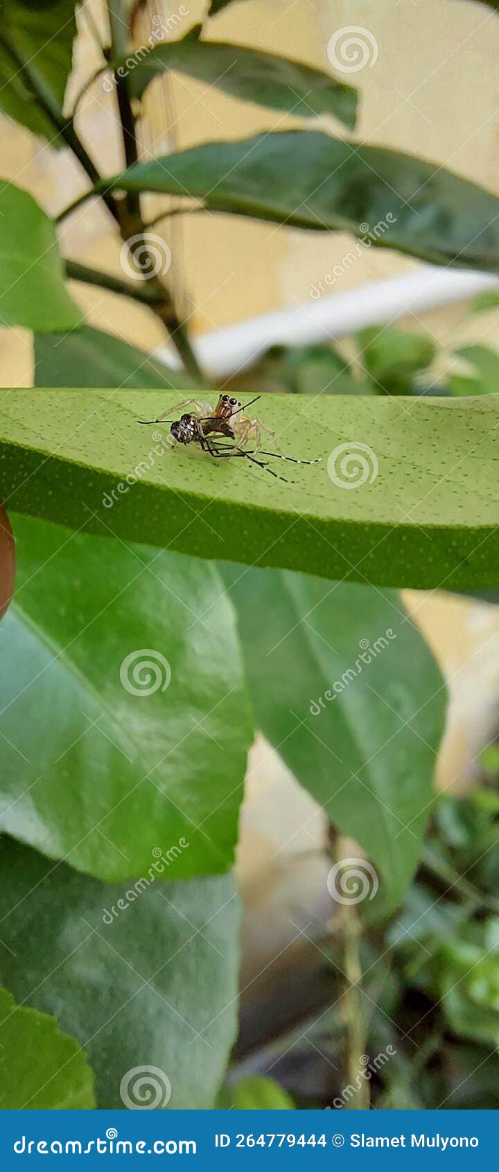 The Wild Spider Grabs the Mosquito Stock Photo - Image of catch, animal ...