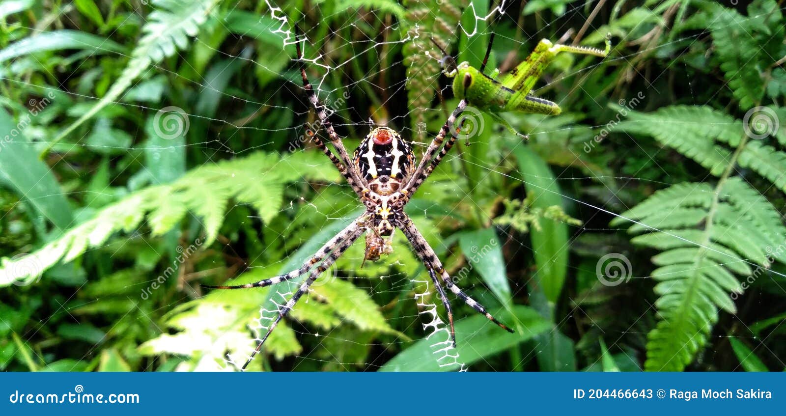 A wild spider and a locust stock image. Image of locust - 204466643