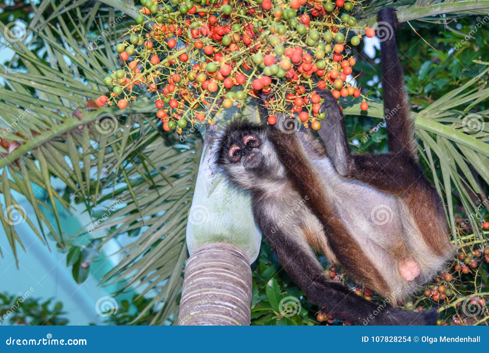 A Wild Spider Monkey Male Hunting for Some Betel Nuts on a Betel Palm ...
