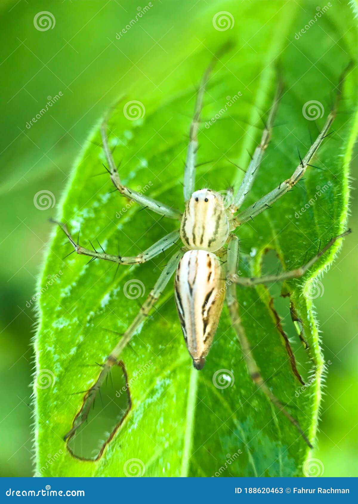 Wild spider stock image. Image of wild, spider, torn - 188620463
