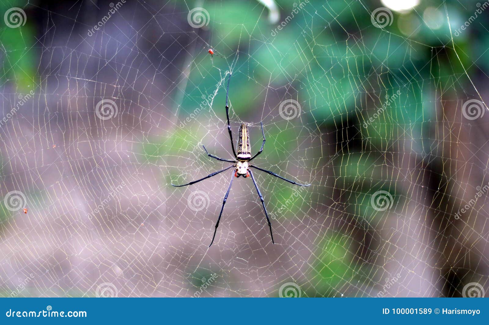 Wild Spider stock image. Image of chelicerae, arachnida - 100001589