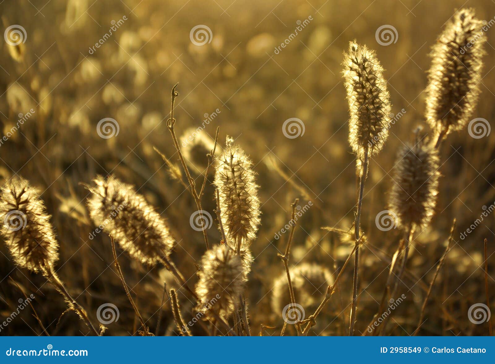 Wild Spikes stock image. Image of health, natural, corn - 2958549