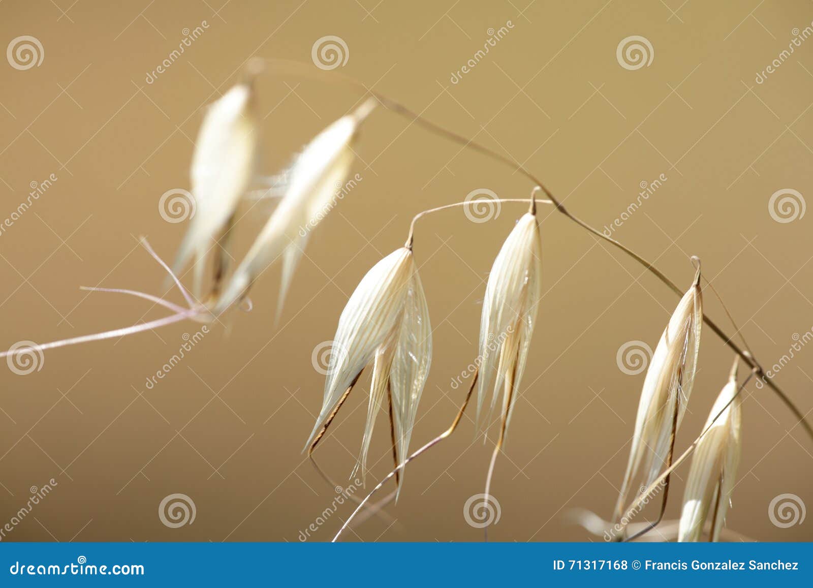 Wild spikes in spring stock photo. Image of agriculture - 71317168