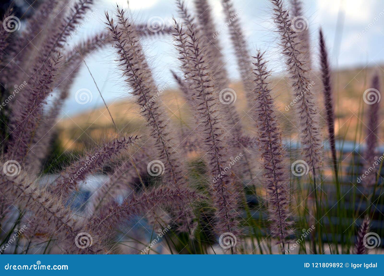 Wild Spikes In The Field Royalty-Free Stock Photo | CartoonDealer.com ...