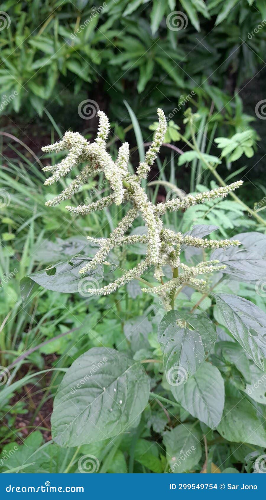 Wild spinach stock photo. Image of plants, flowers, type - 299549754