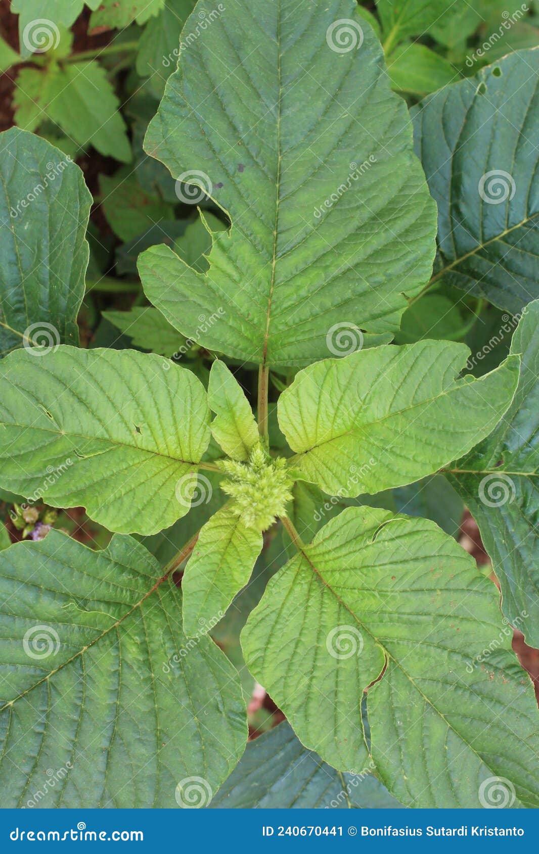 Spinach Plant stock image. Image of tree, food, leaves - 240670441
