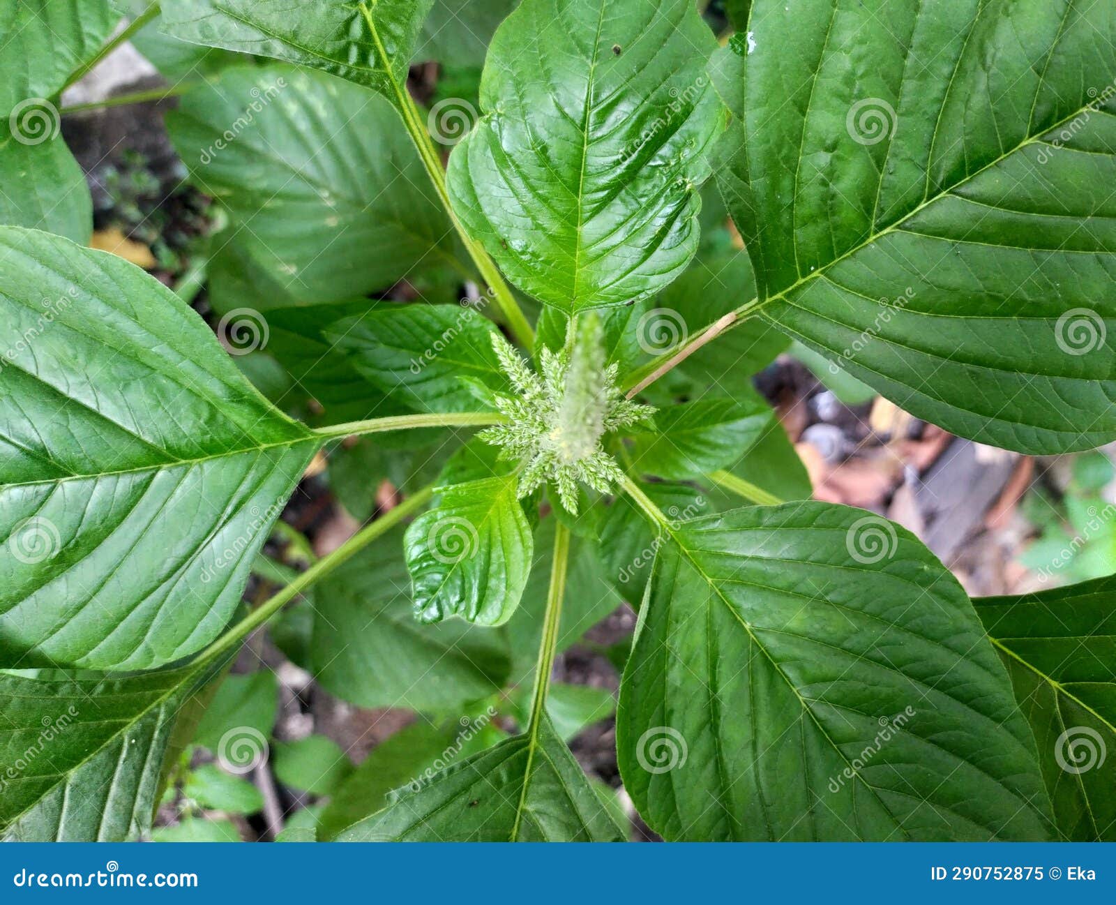 Wild spinach tree stock image. Image of mini, foliage - 290752875