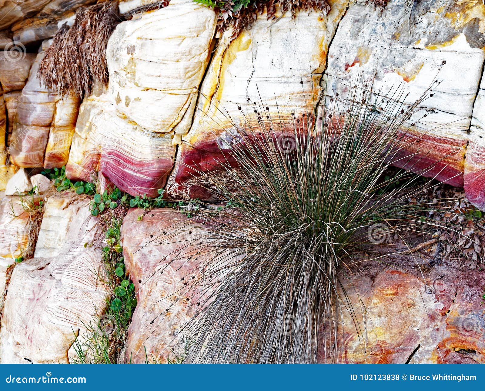Spinifex Grass Growing in Sandstone Cliff Stock Photo - Image of crack ...