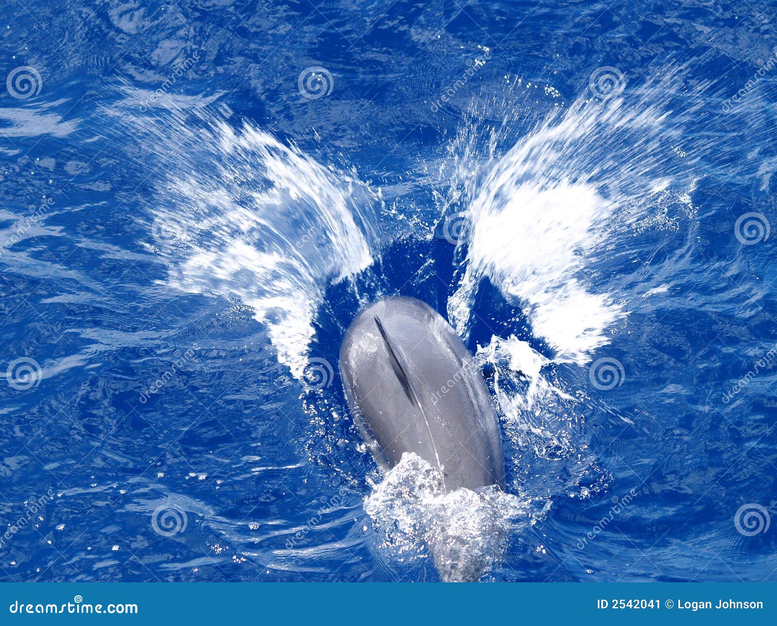 Wild Spinner Dolphin Splashing Stock Image - Image of splash, animal ...