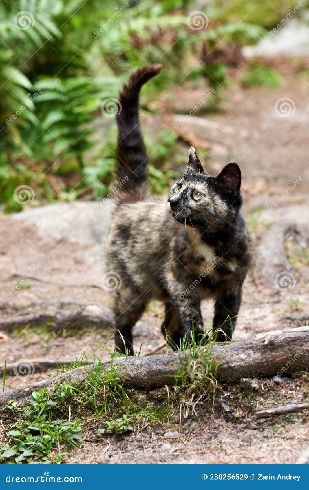 A Wild Spotted Cat Walks through the Forest with Its Tail Raised Stock ...