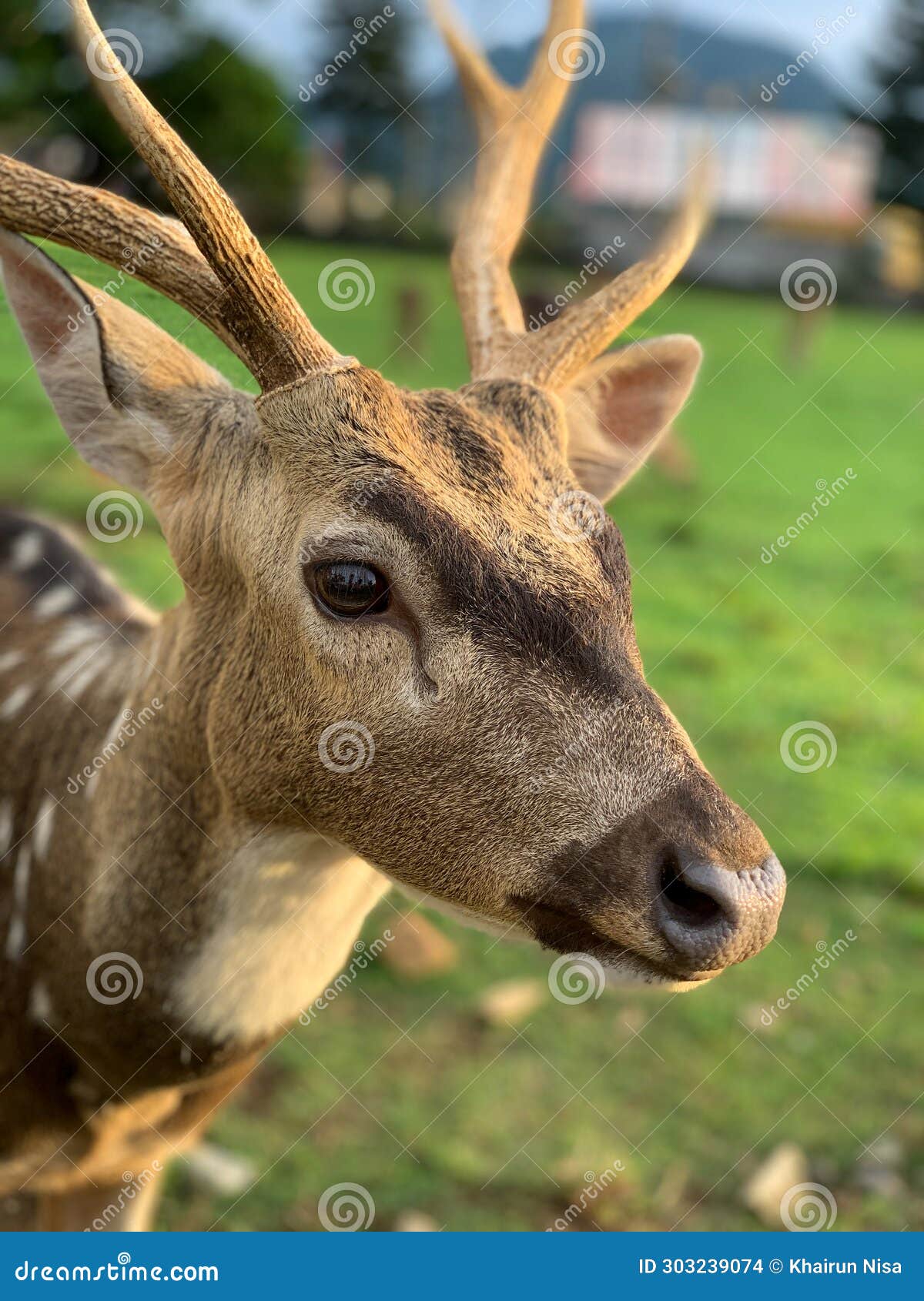 Wild Spotted Deer Stag (Axis Axis Animal Closeup) Stock Photo - Image ...