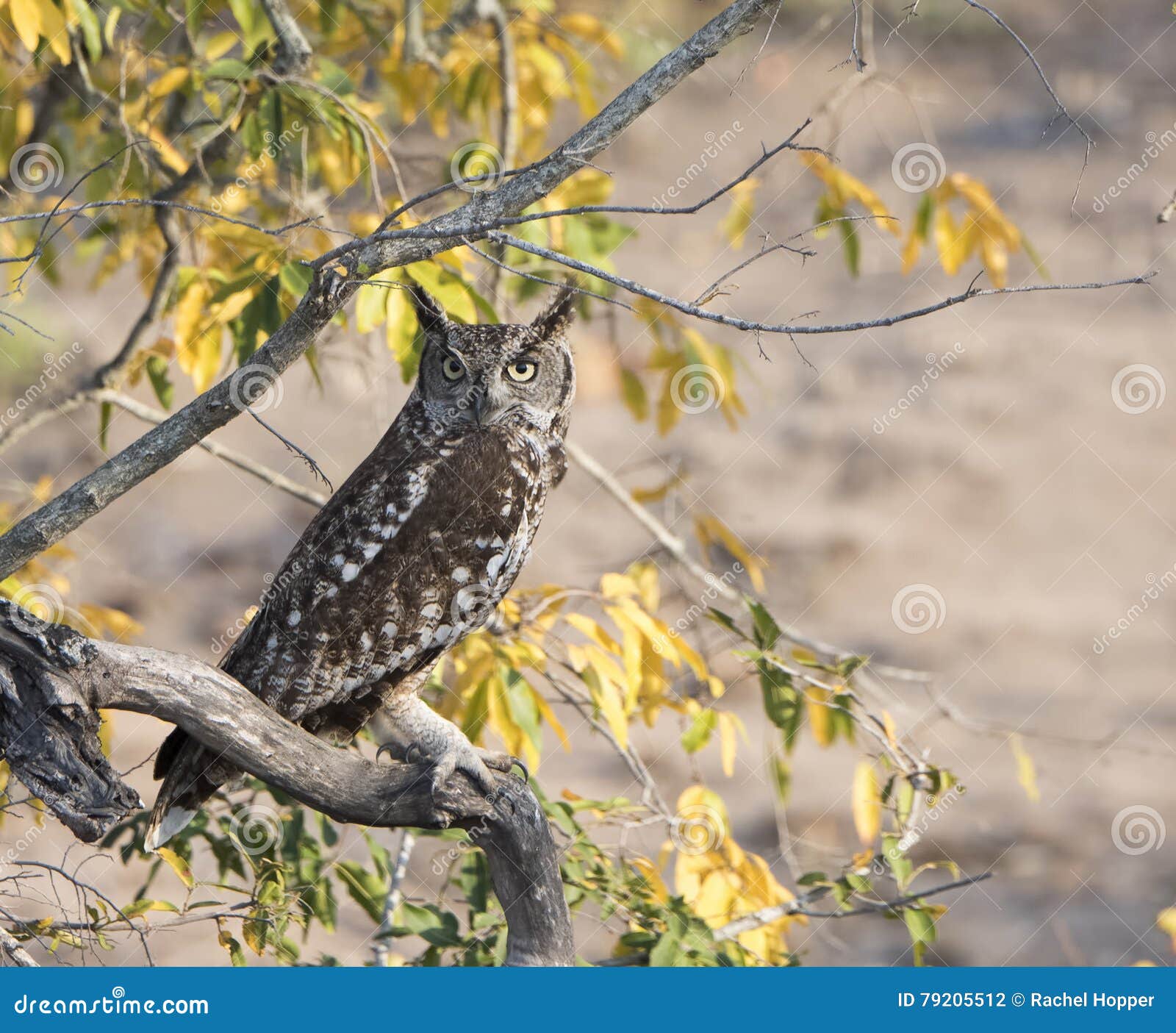 Wild Spotted Eagle-Owl (Bubo Africanus) Perched in a Tree Stock Photo ...